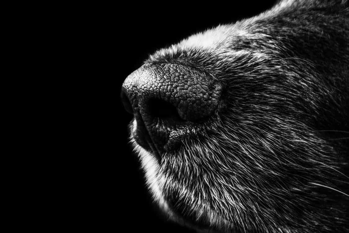 What Should You Do After A Dog Bite 